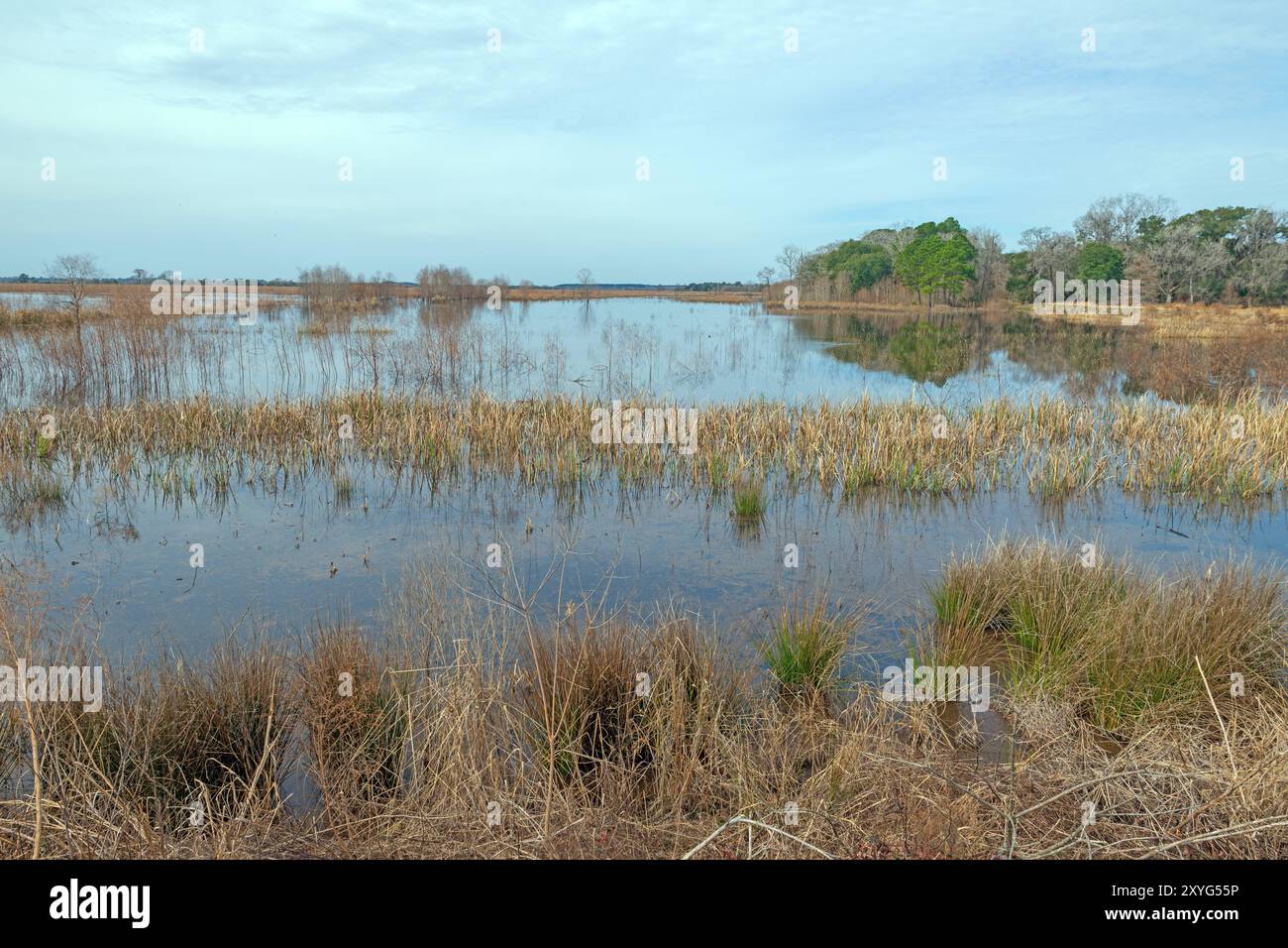 Wetland in a Southern Wildlife Refuge in the Ernest F.Hollings ACE ...