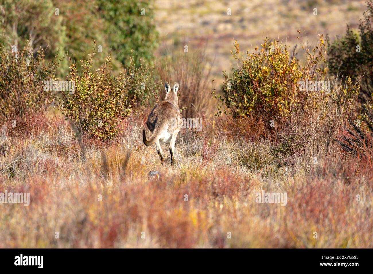 Photograph of an Australian Wallaby in bushland in the Blue Mountains ...