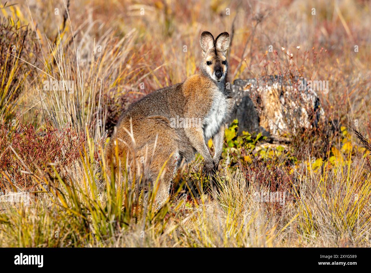 Photograph of an Australian Wallaby in bushland in the Blue Mountains ...