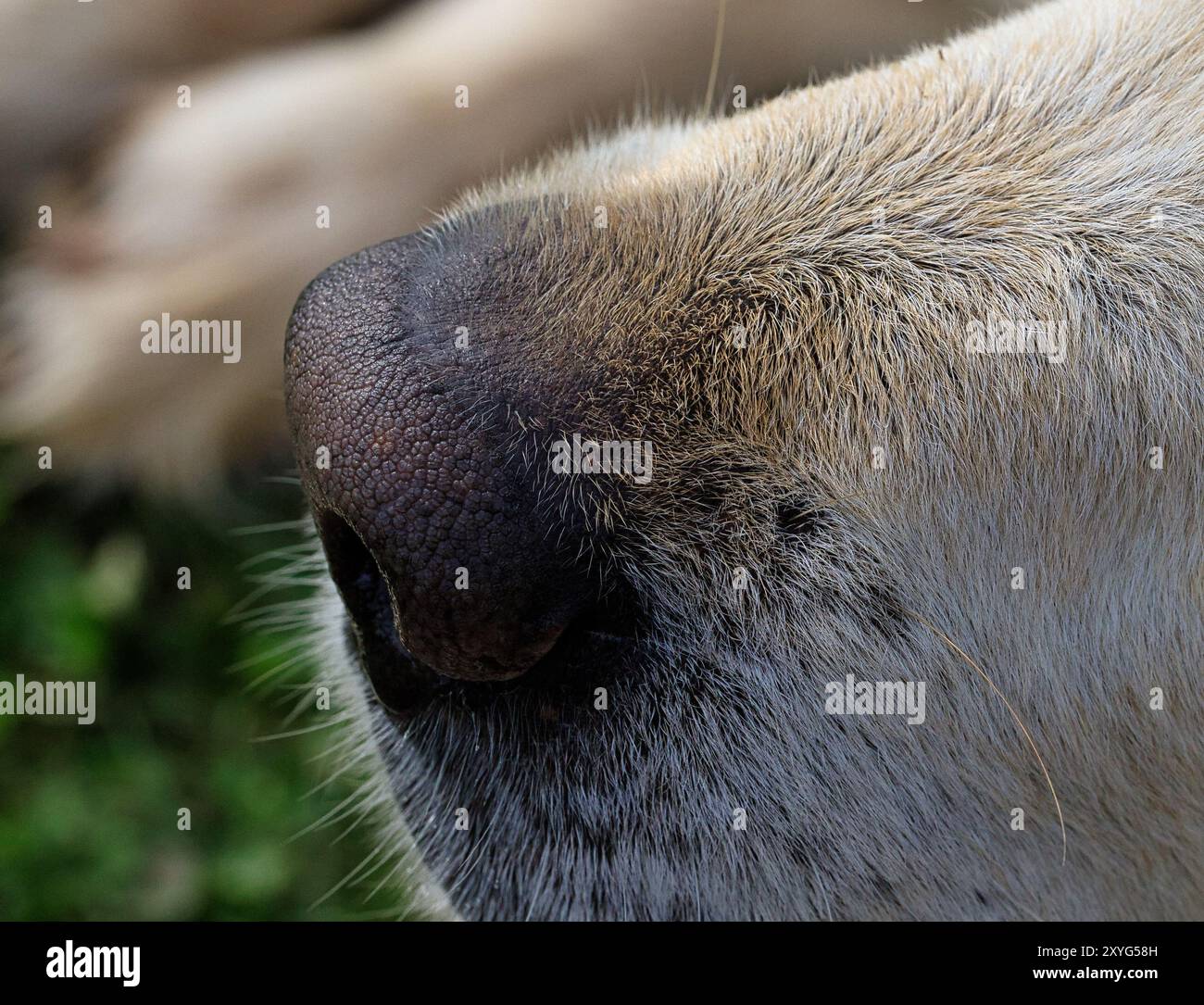 Dognose close up hi-res stock photography and images - Alamy