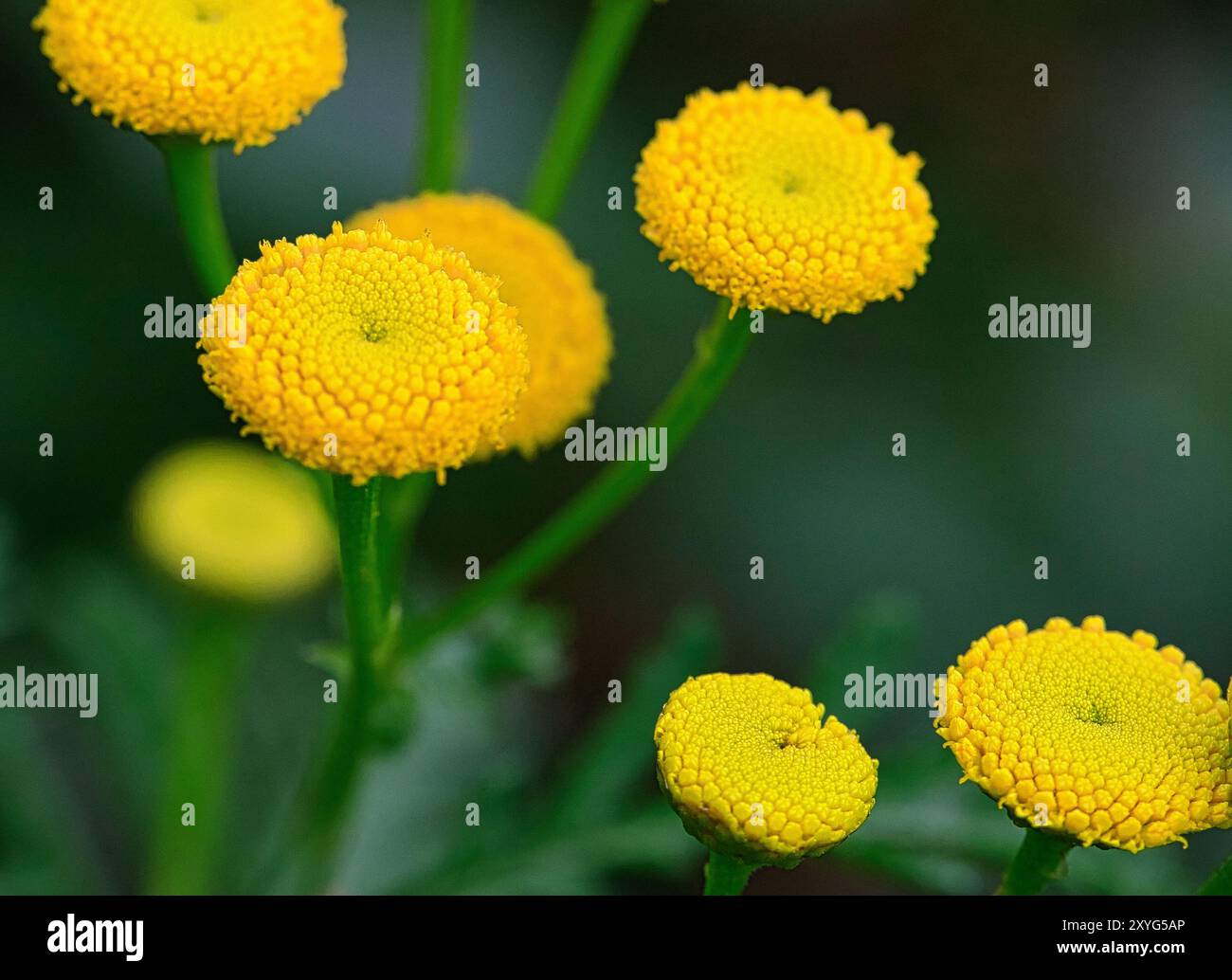 Aster species hi-res stock photography and images - Alamy