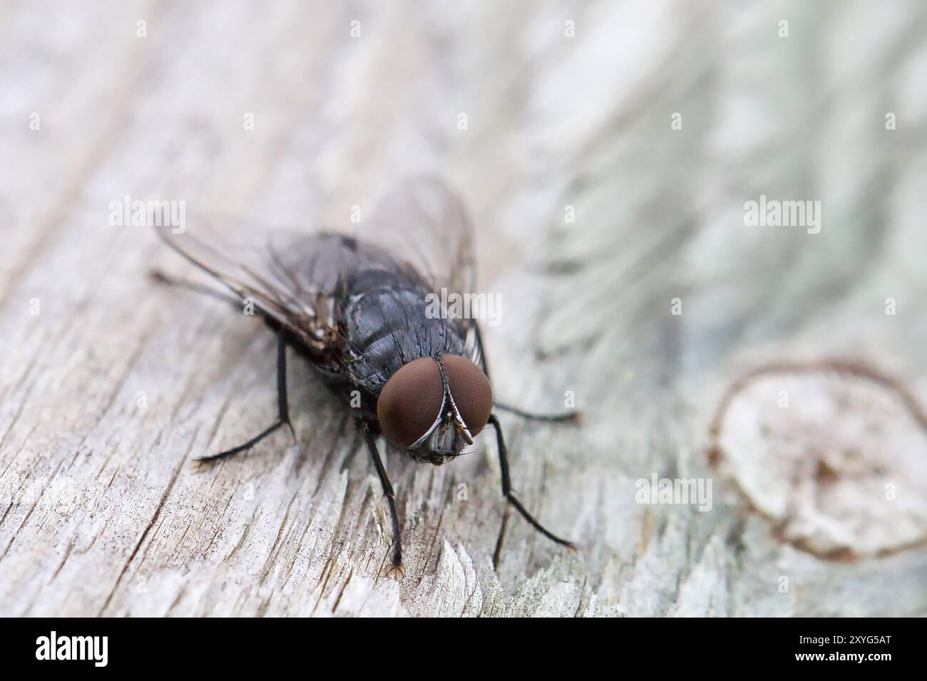 Common housefly. These buzzing insects play important roles in nature ...