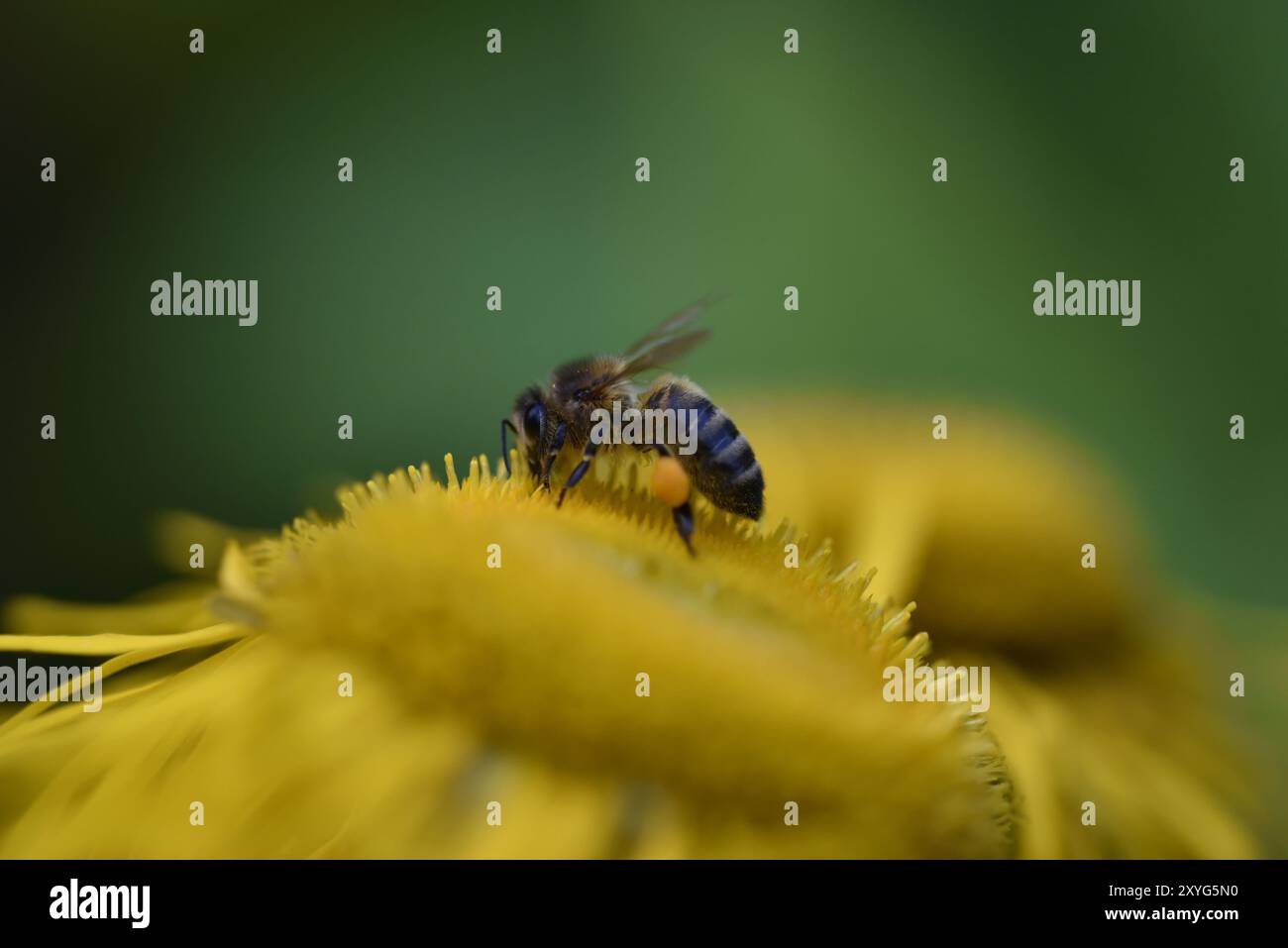 Pollen buckets hi-res stock photography and images - Alamy