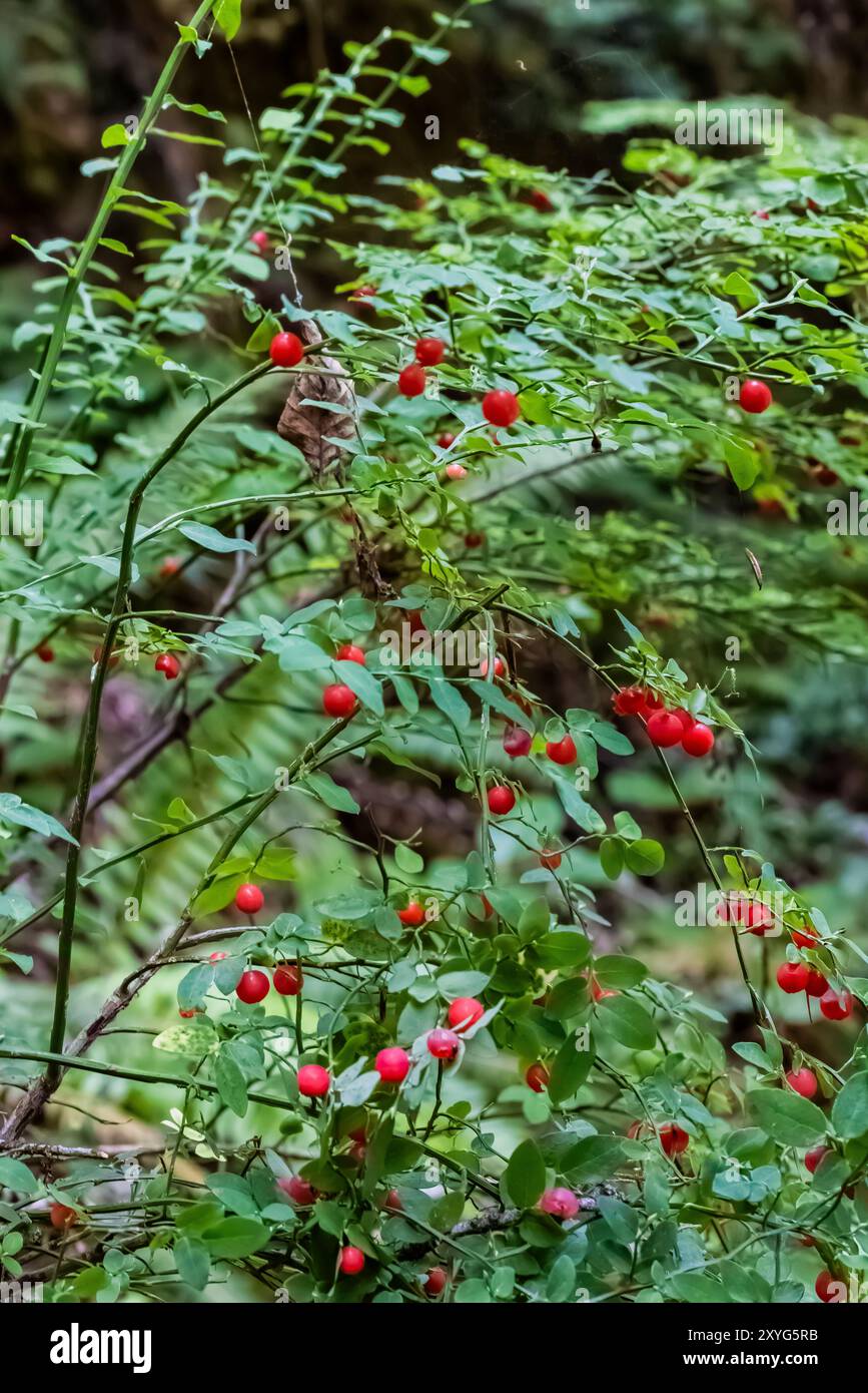 Red Huckleberry, Vaccinium parvifolium, ripe berries at Staircase ...
