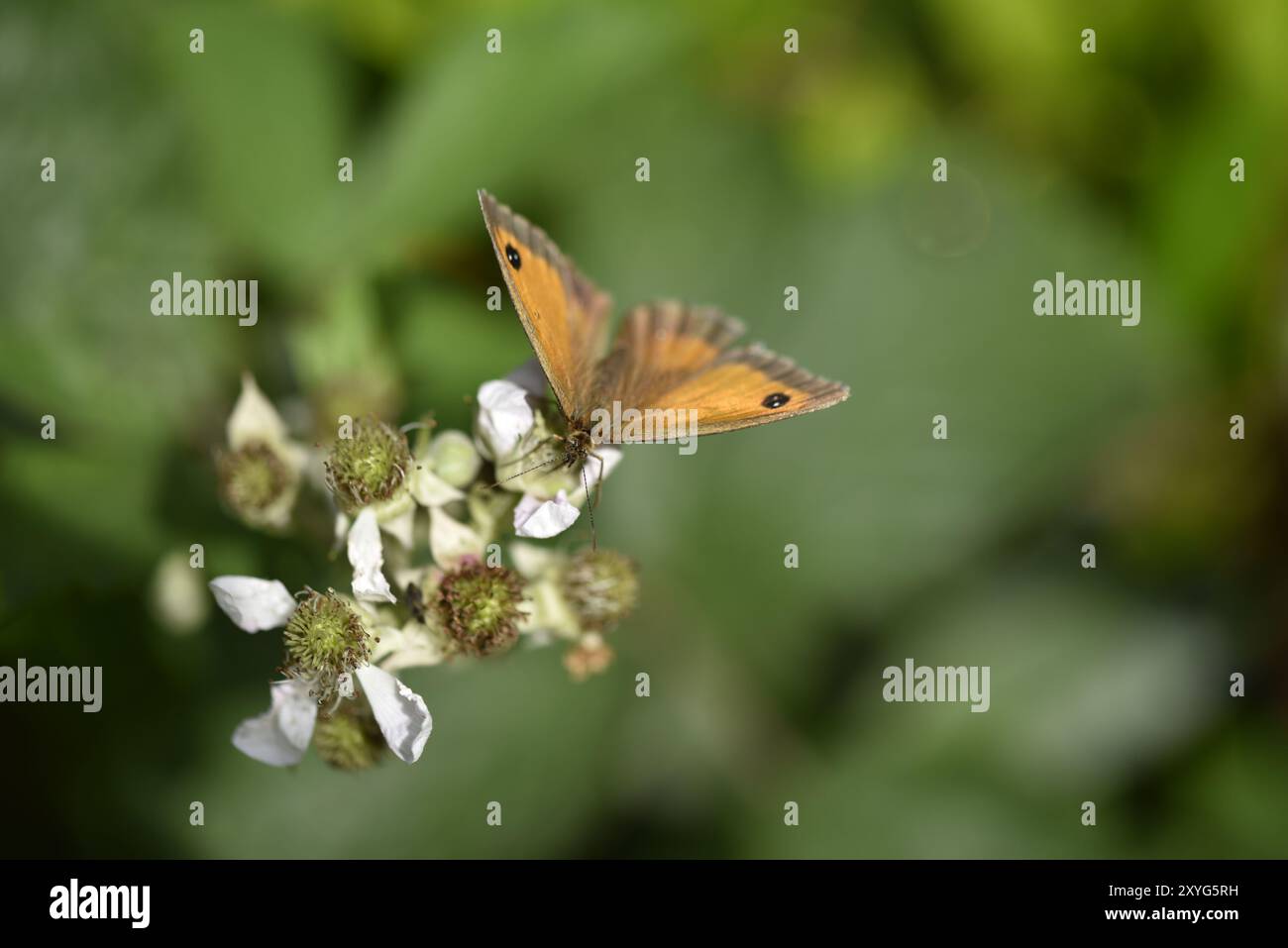 Gatekeeper Butterfly (Pyronia tithonus) Facing Camera with Proboscis in ...