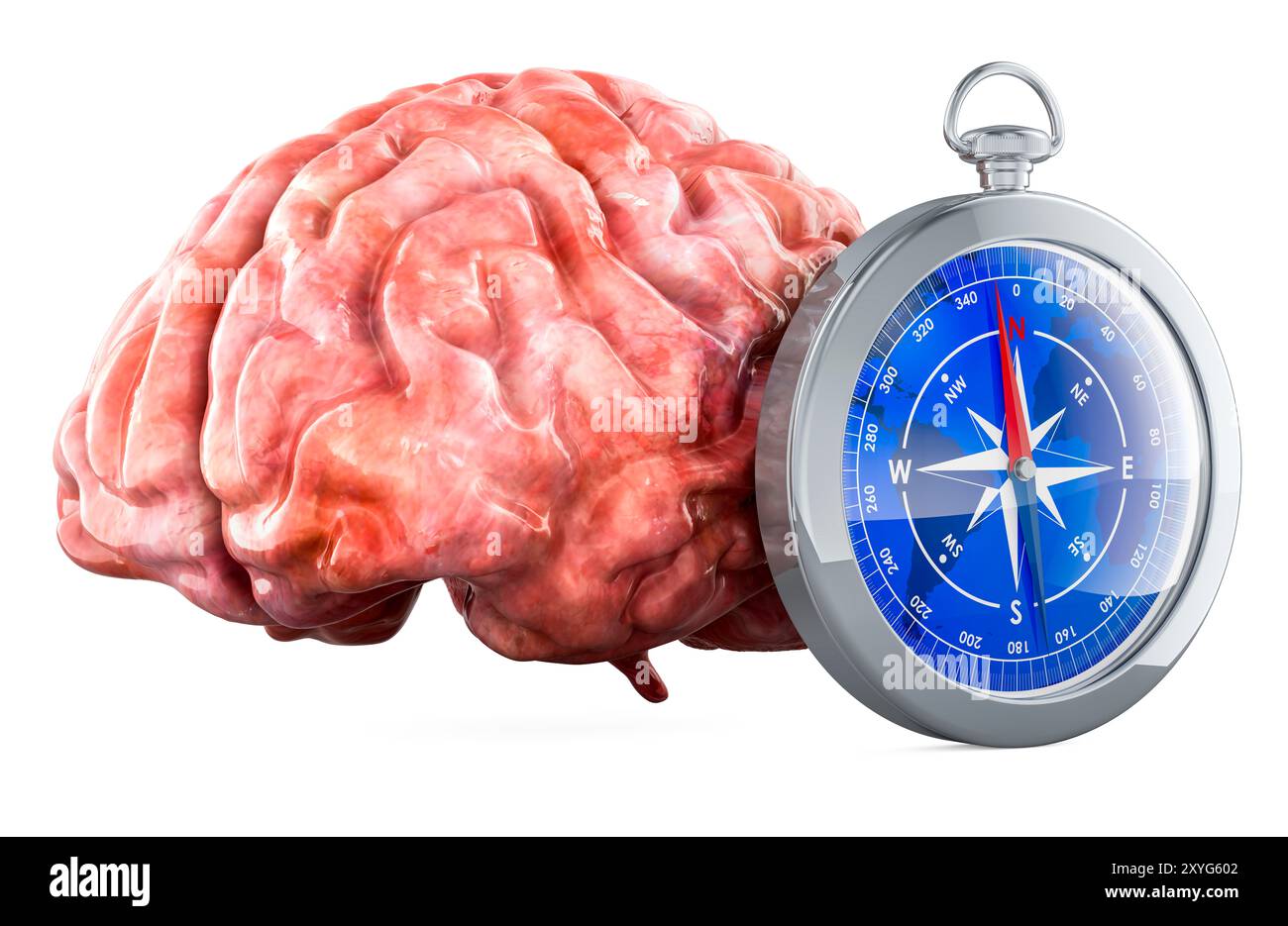 Human brain with compass, 3D rendering isolated on white background ...