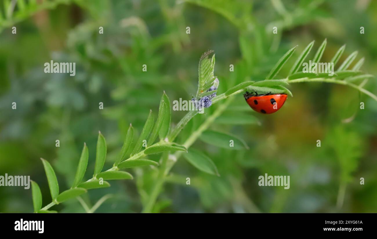 Ladybug close hi-res stock photography and images - Alamy