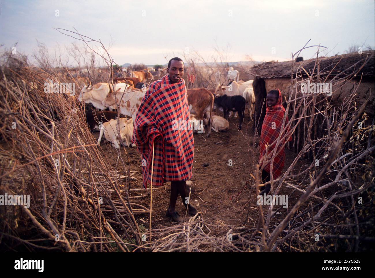 Masai warrior on his manyatta where the high thorn bush fence is built ...