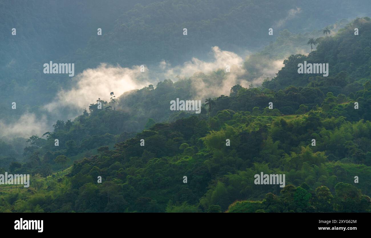 Mindo cloud forest, Quito region, Ecuador Stock Photo - Alamy