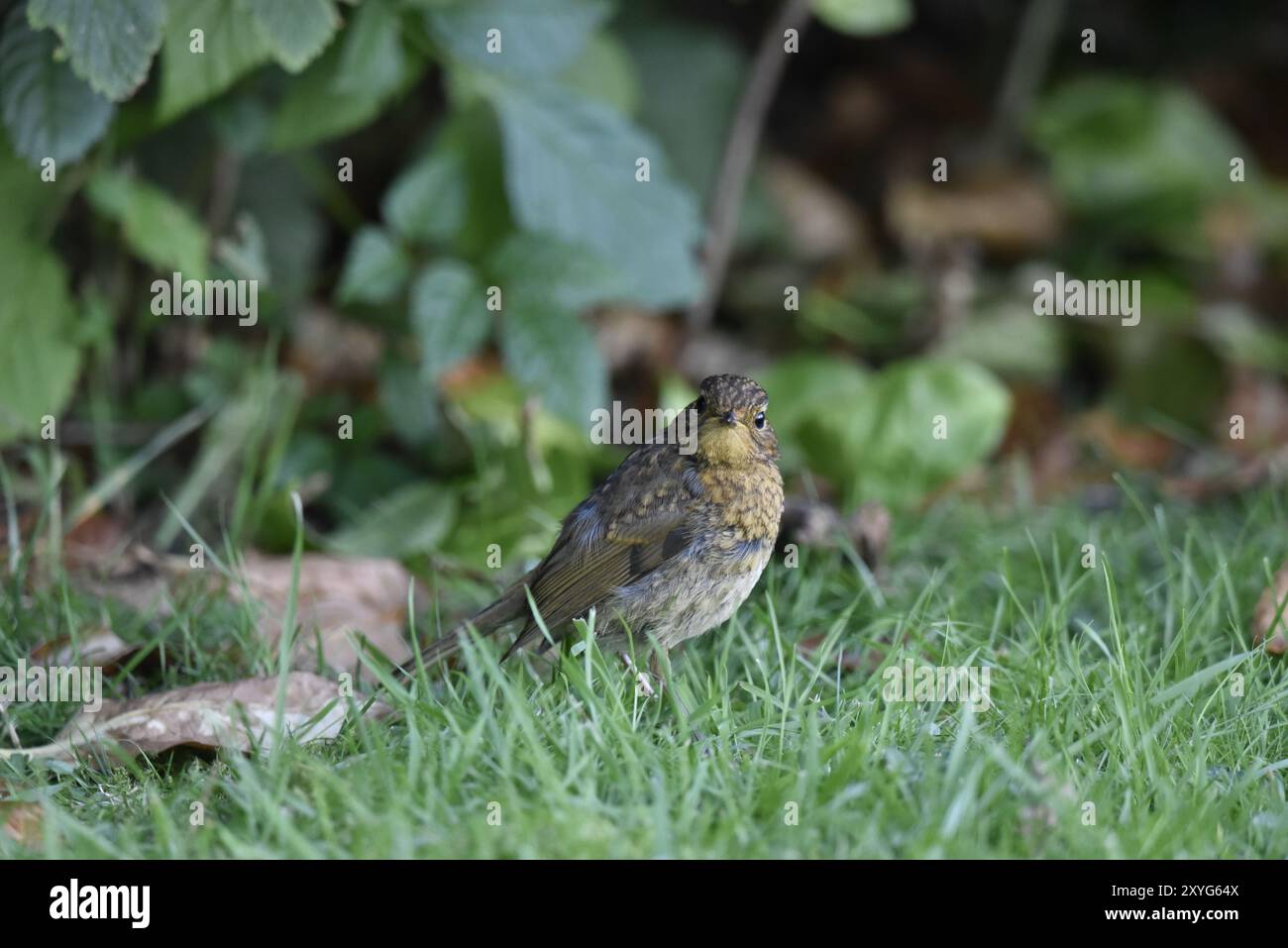 Juvenile European Robin (Erithacus rubecula) Standing in Grass and Leaf ...