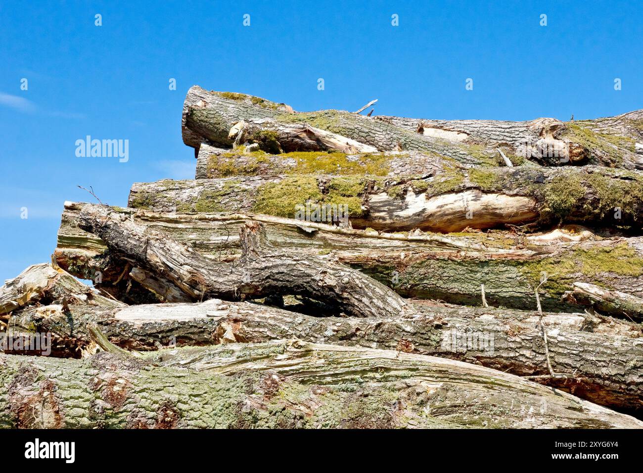 Large logs stacked up, ready to be dried and chopped up for firewood as ...