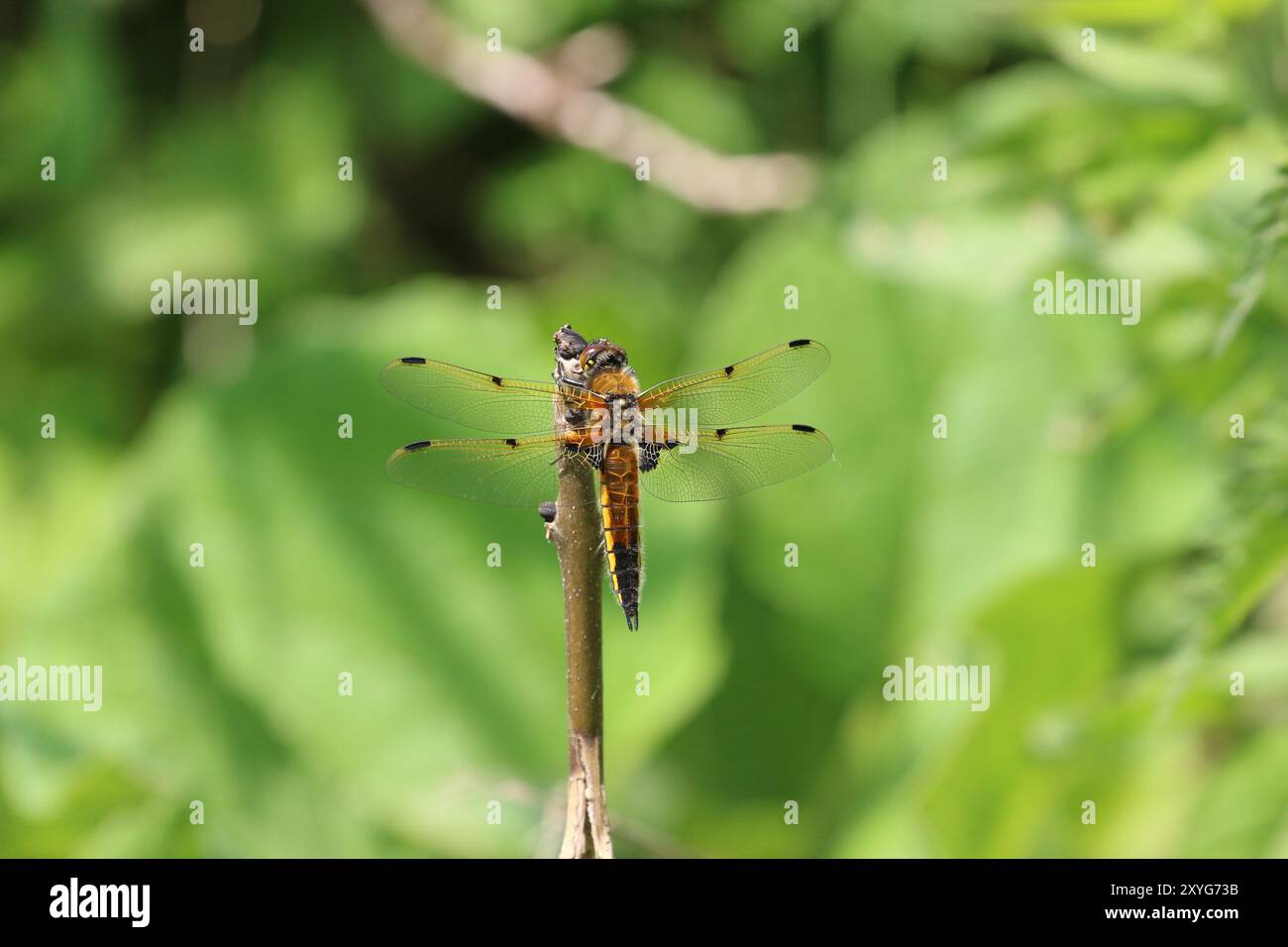 Four-spotted Chaser Dragonfly female - Libellula quadrimaculata Stock ...