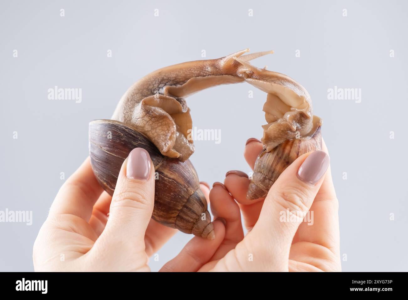 Two snails are kissing in the hands of a woman on a white background ...