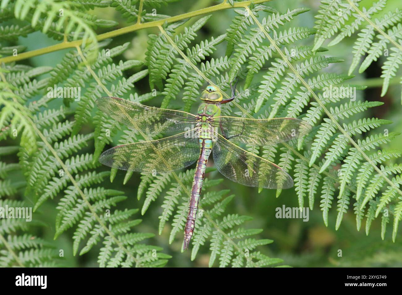 Emperor Dragonfly or Blue Emperor Dragonfly female - Anax imperator ...