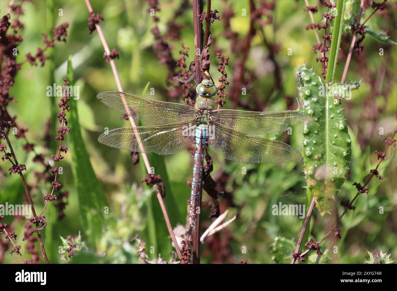 Female emperor dragonfly green form hi-res stock photography and images ...