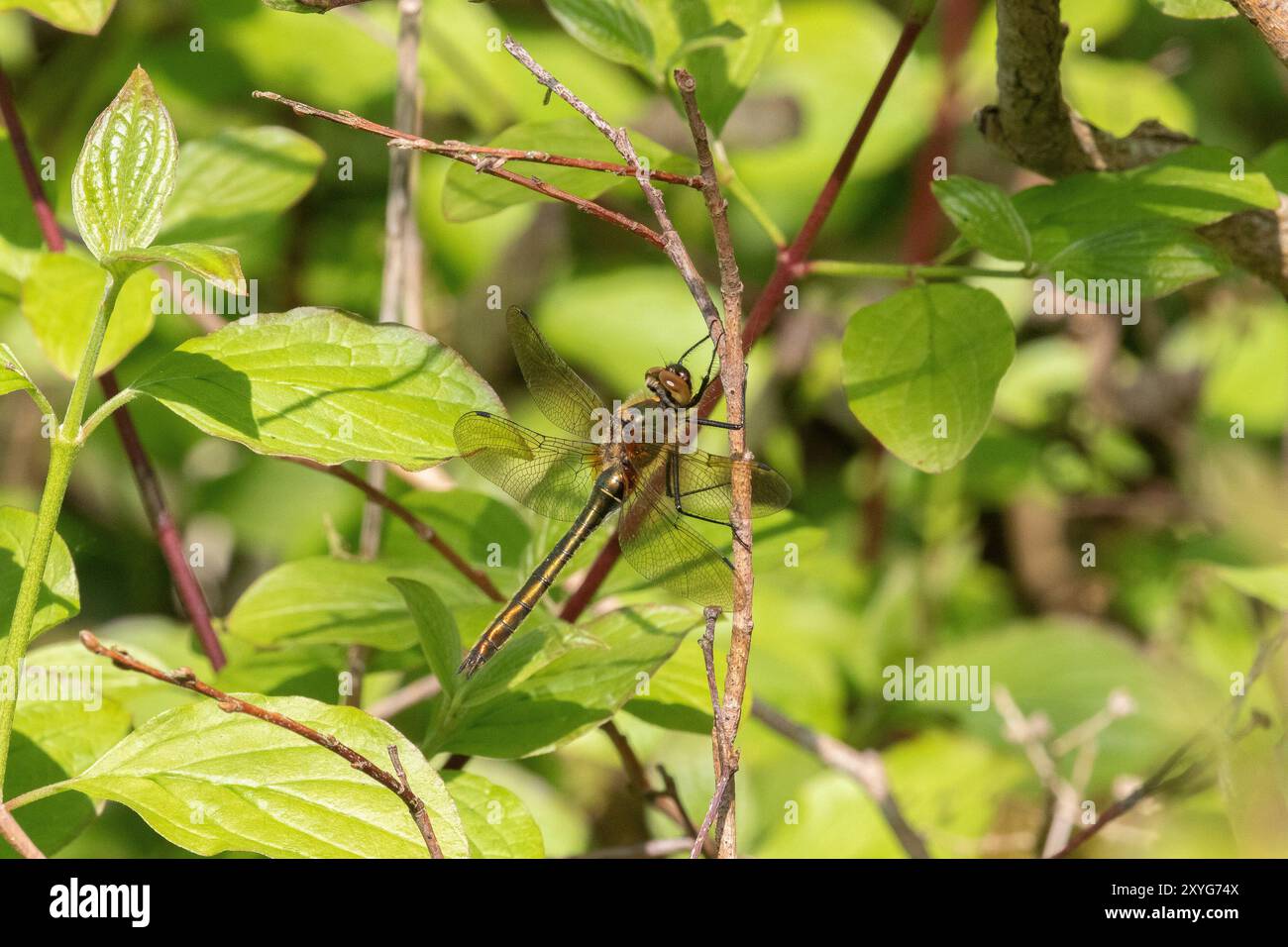 Downy Emerald Dragonfly immature female - Cordulia aenea, Wiltshire, UK ...
