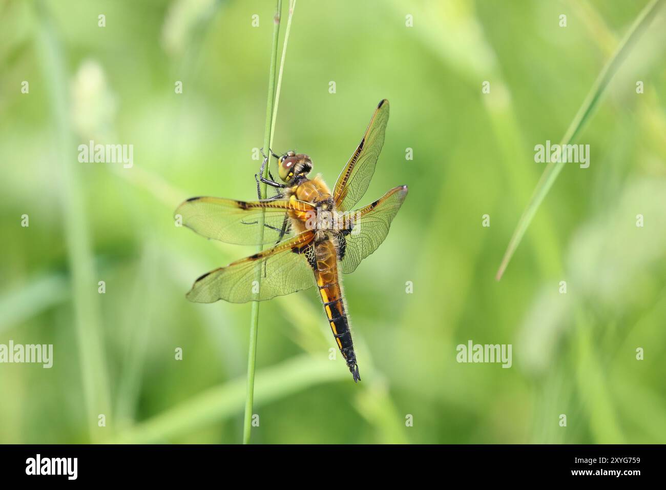 Four-spotted Chaser Dragonfly male - Libellula quadrimaculata, Somerset ...