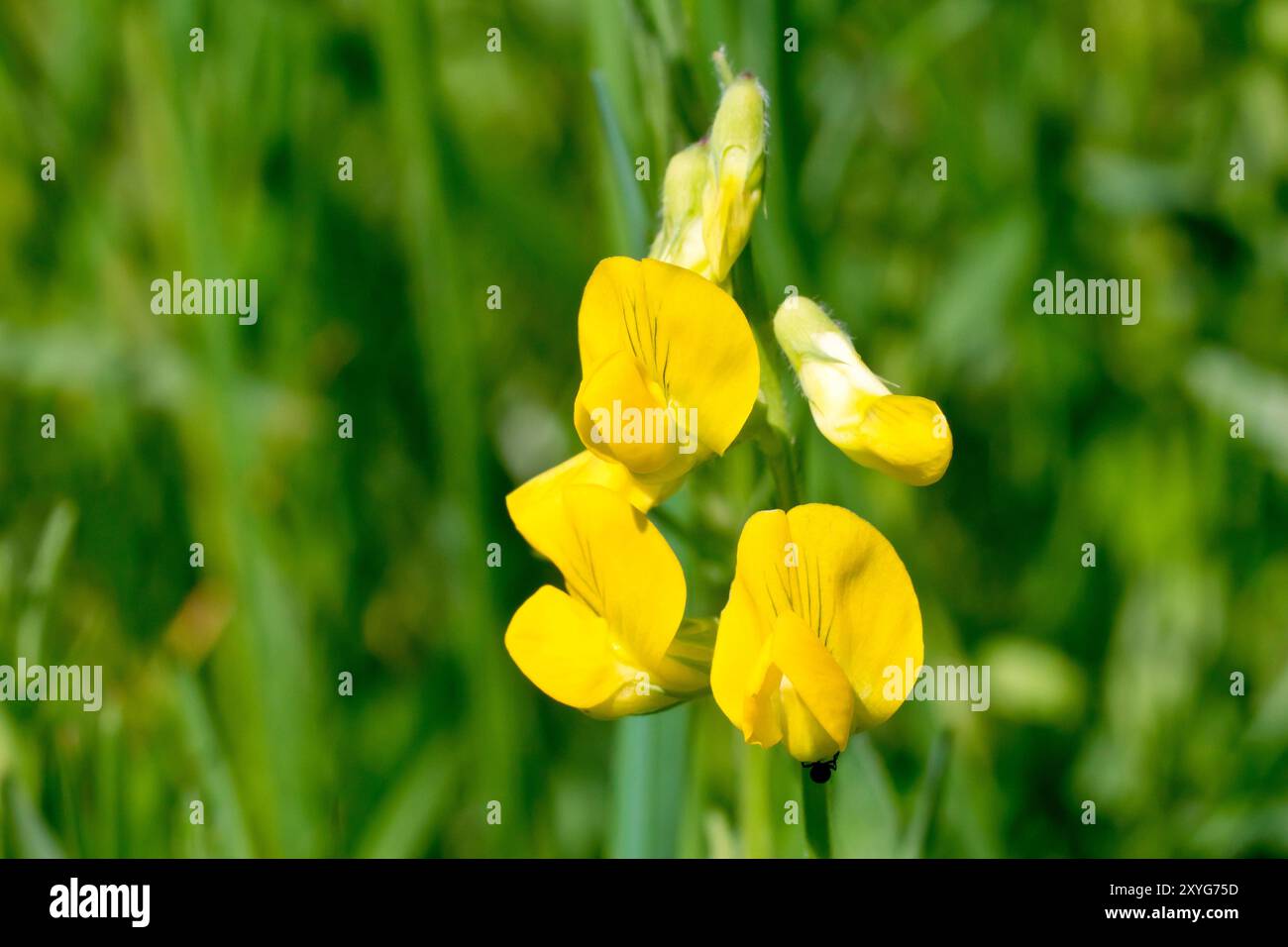 Meadow Vetchling (lathyrus pratensis), close up of the upper part of ...