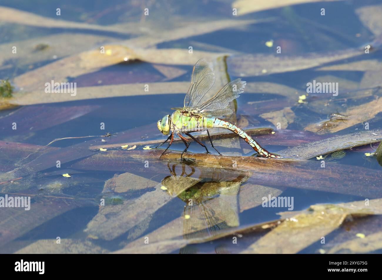 Female emperor dragonfly green form hi-res stock photography and images ...