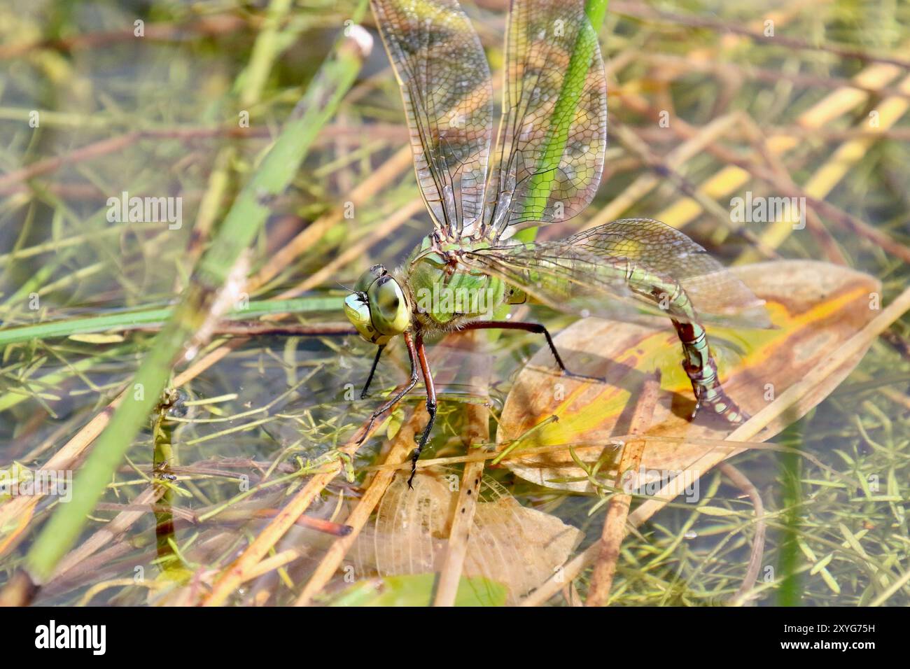 Female emperor dragonfly green form hi-res stock photography and images ...