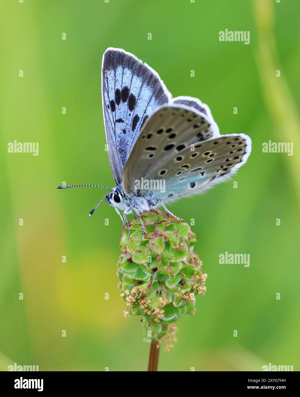 A Large Blue Butterfly (Maculinea arion) in Gloucestershire UK in the ...