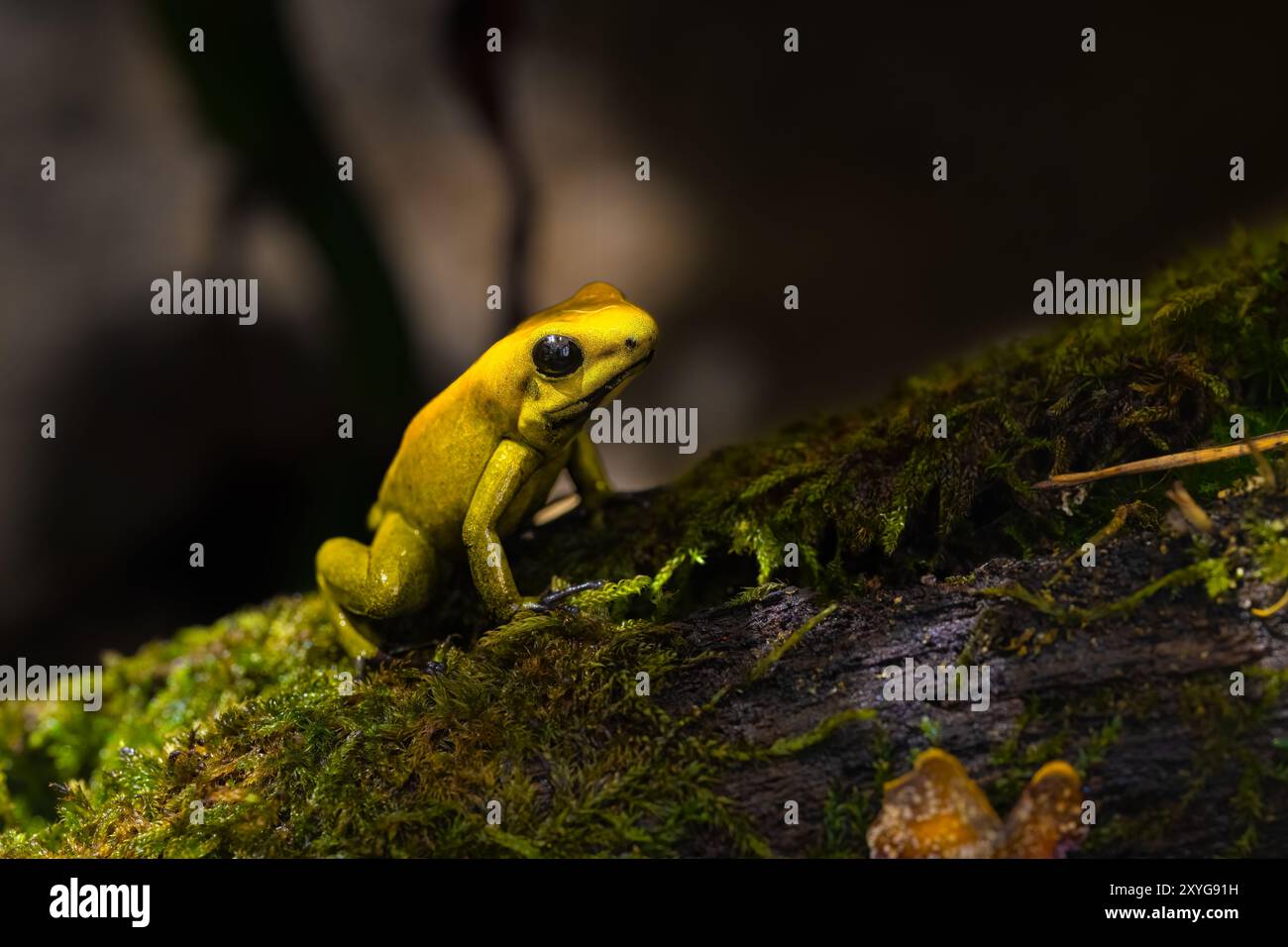 Black legged poison dart frog, Phyllobates bicolor Stock Photo - Alamy