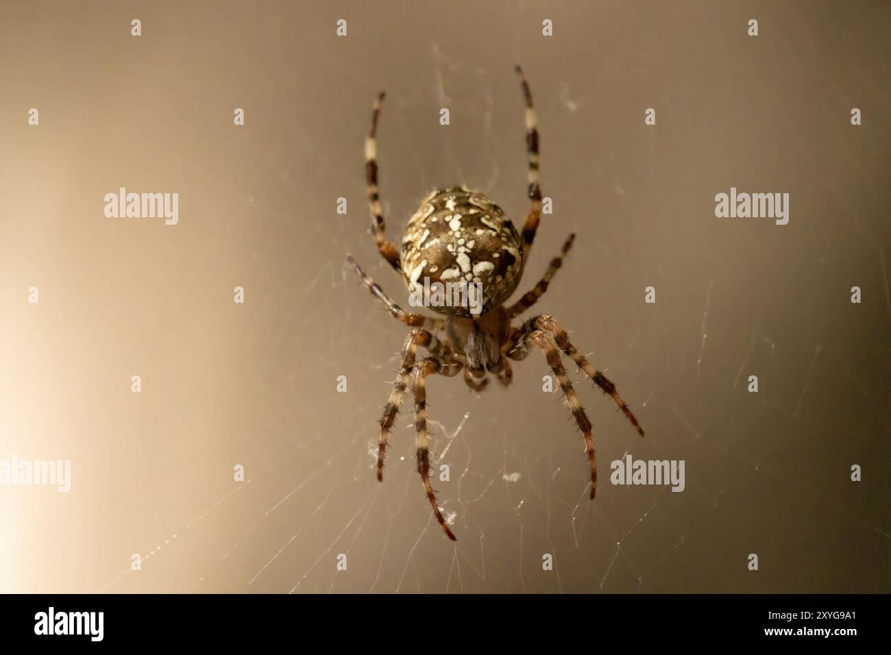 Spider garden-spider (lat. Araneus) kind araneomorph spiders of the ...