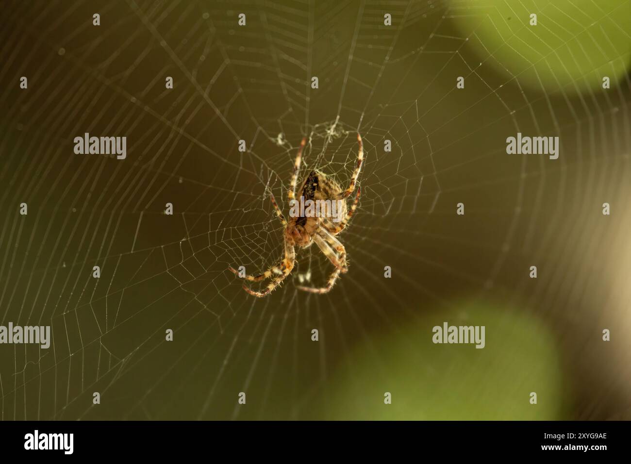 Spider garden-spider (lat. Araneus) kind araneomorph spiders of the ...