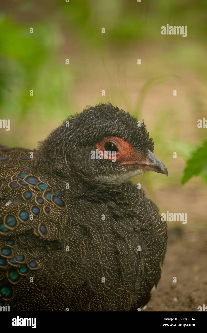 he Malayan peacock-pheasant (Polyplectron malacense) is a medium-sized ...