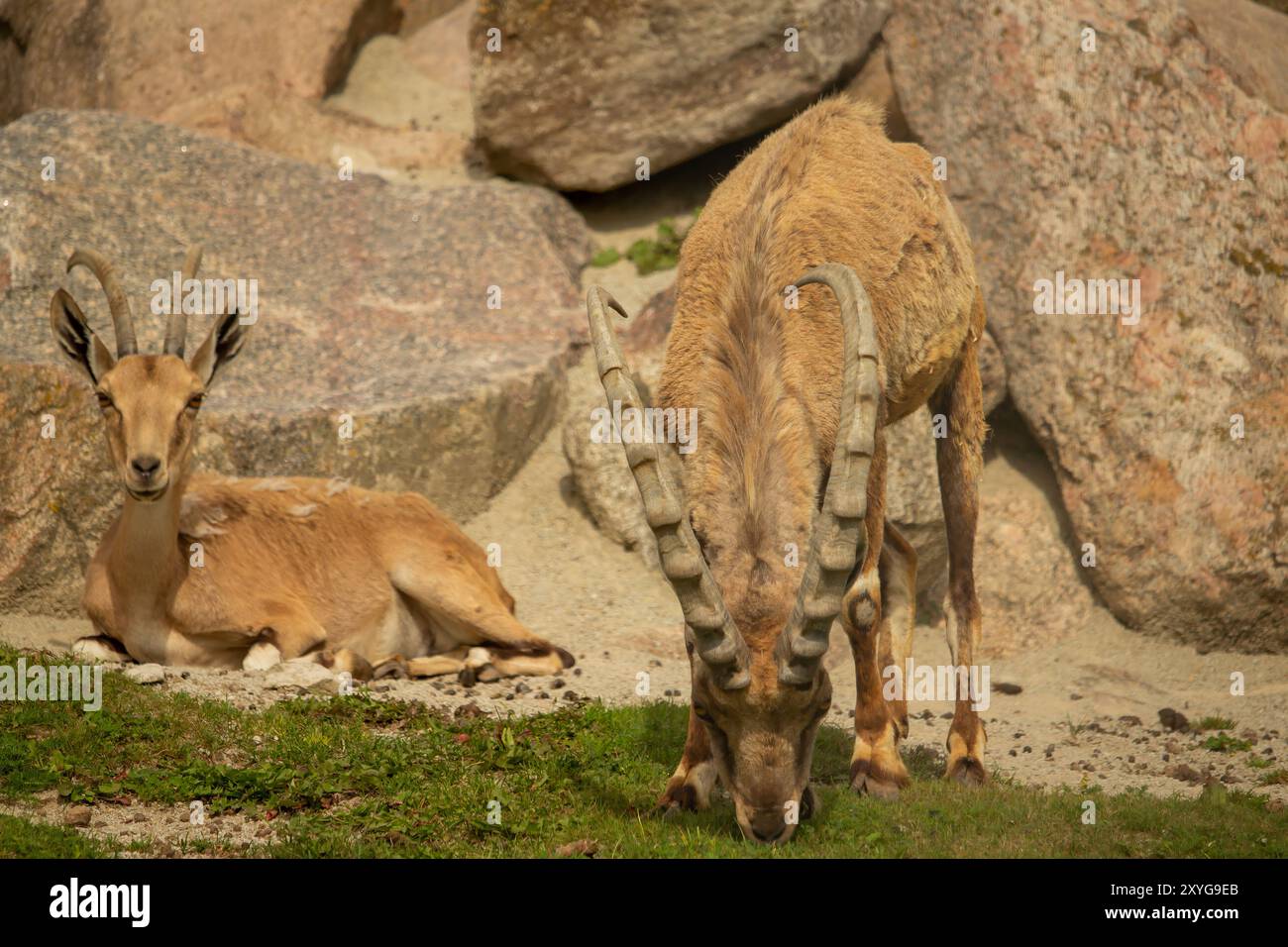 View of Nubian ibex goats Female and male Stock Photo - Alamy