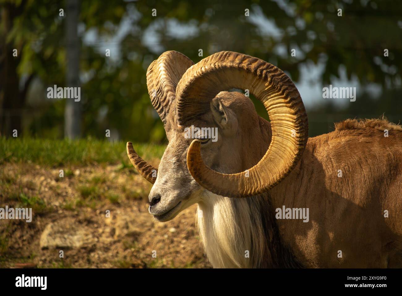 Male argali. Wild Altai mountain sheep with mighty spiral horns Stock ...