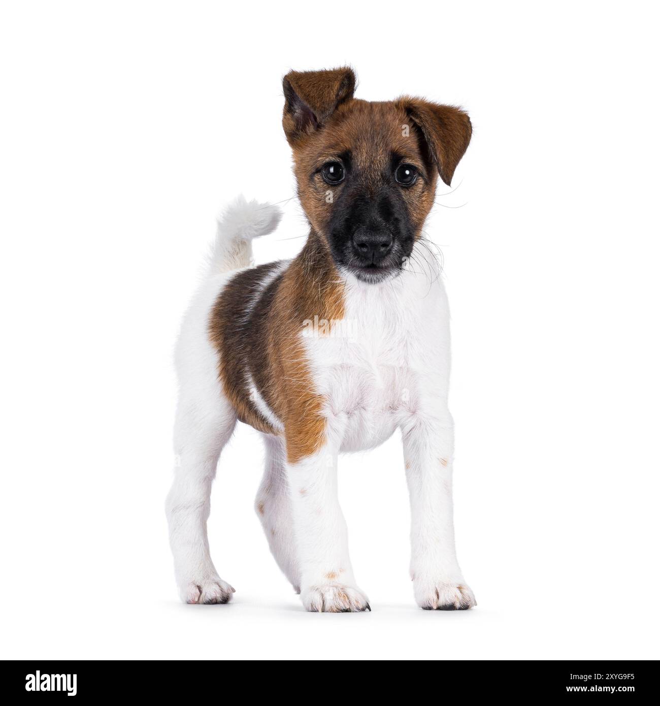 Cute Smooth Fox Terrier dog pup, standing facing front. Looking towards ...