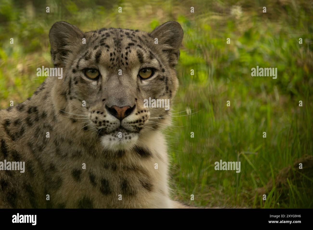 Leopard nose close up hi-res stock photography and images - Alamy