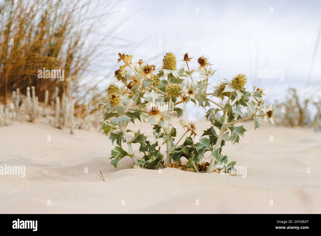 Seasideplant hi-res stock photography and images - Alamy