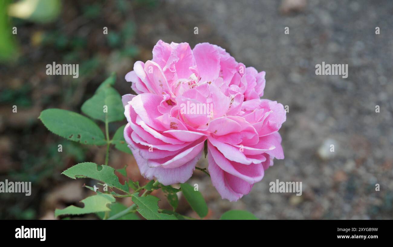 Baby pink rose open and close up with holes in leaves Stock Photo - Alamy