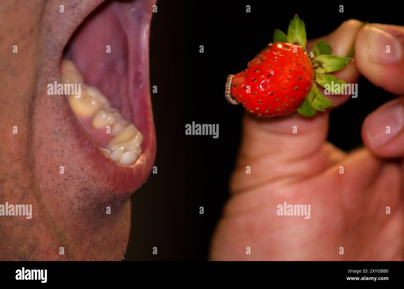 Worm on the ripe strawberry . High quality photo Stock Photo - Alamy