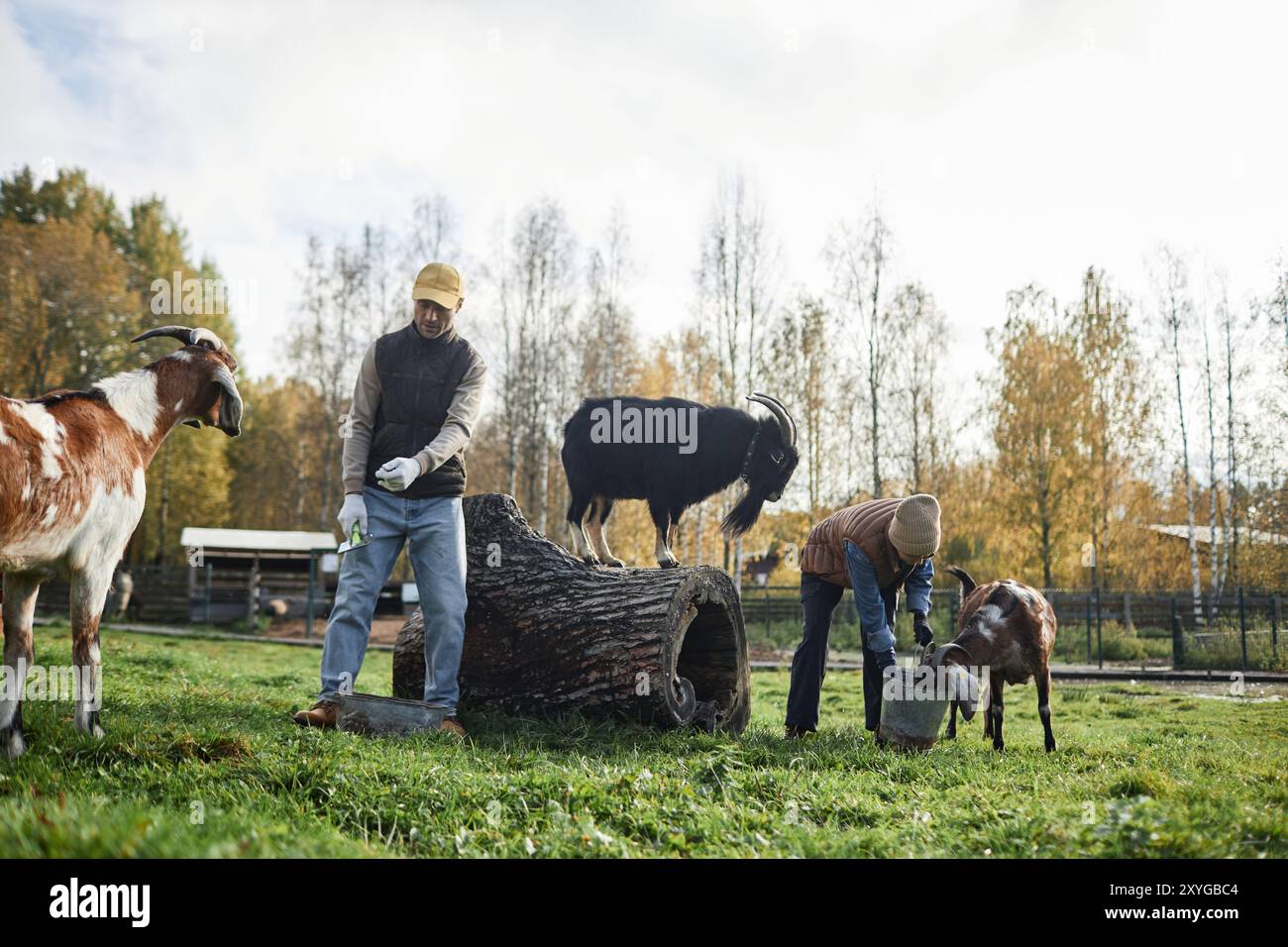 Wide angle shot group goats hi-res stock photography and images - Alamy