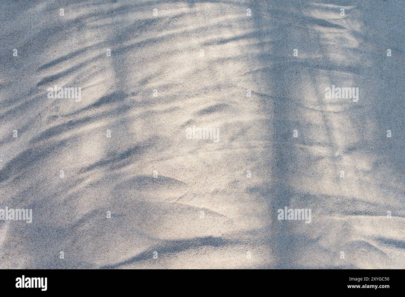 Cucoloris sea hi-res stock photography and images - Alamy