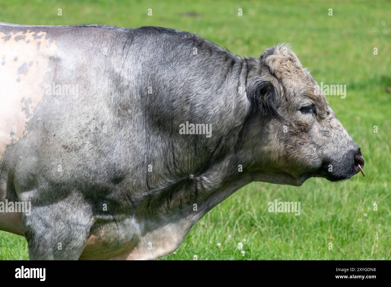 Albion cattle hi-res stock photography and images - Alamy