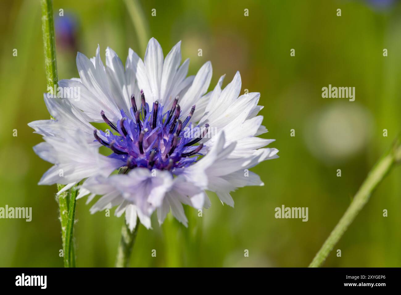 Centaurea cyanus cultivar hi-res stock photography and images - Alamy
