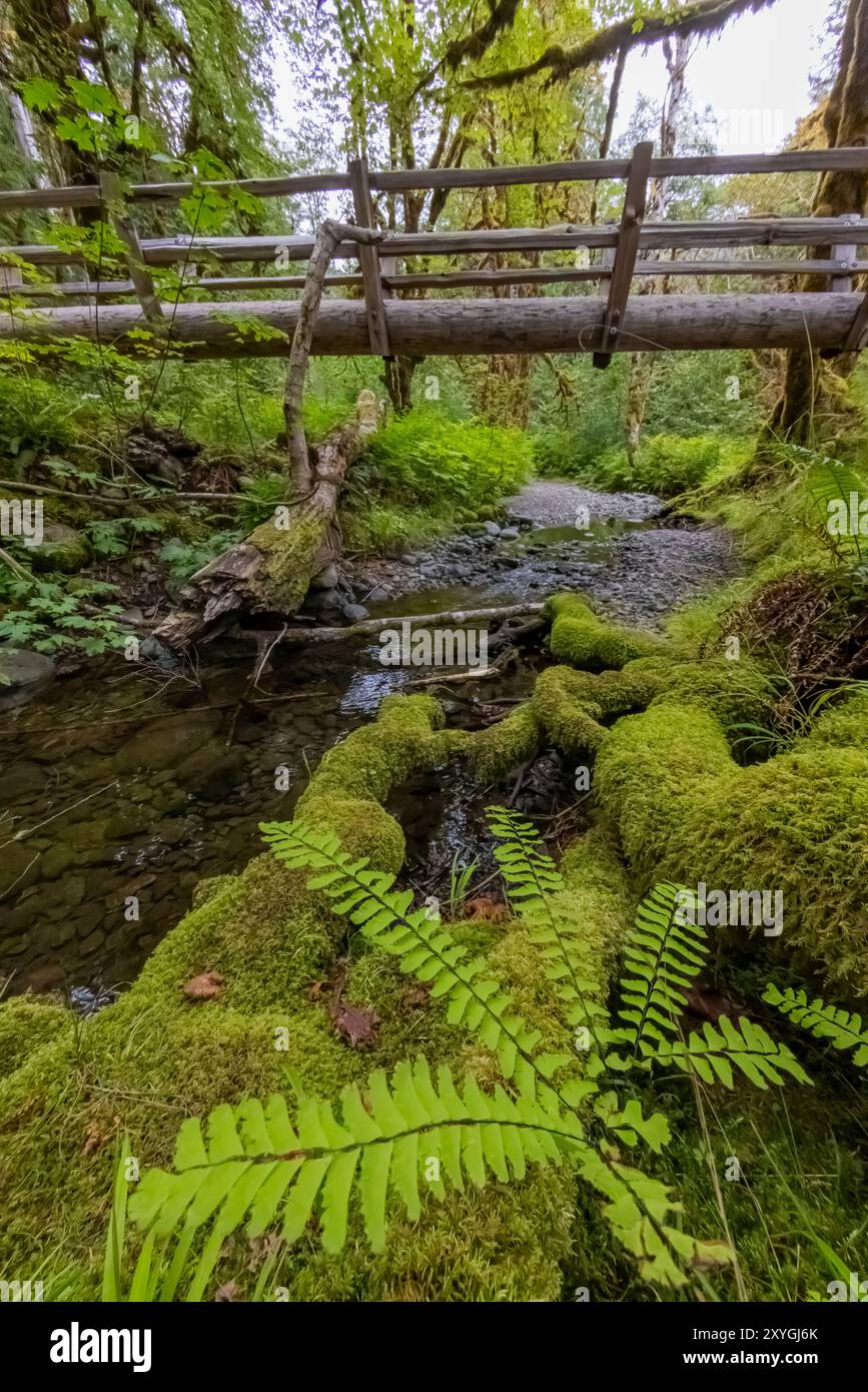 Bridge over Elk Creek at Staircase, Olympic National Park, Washington ...