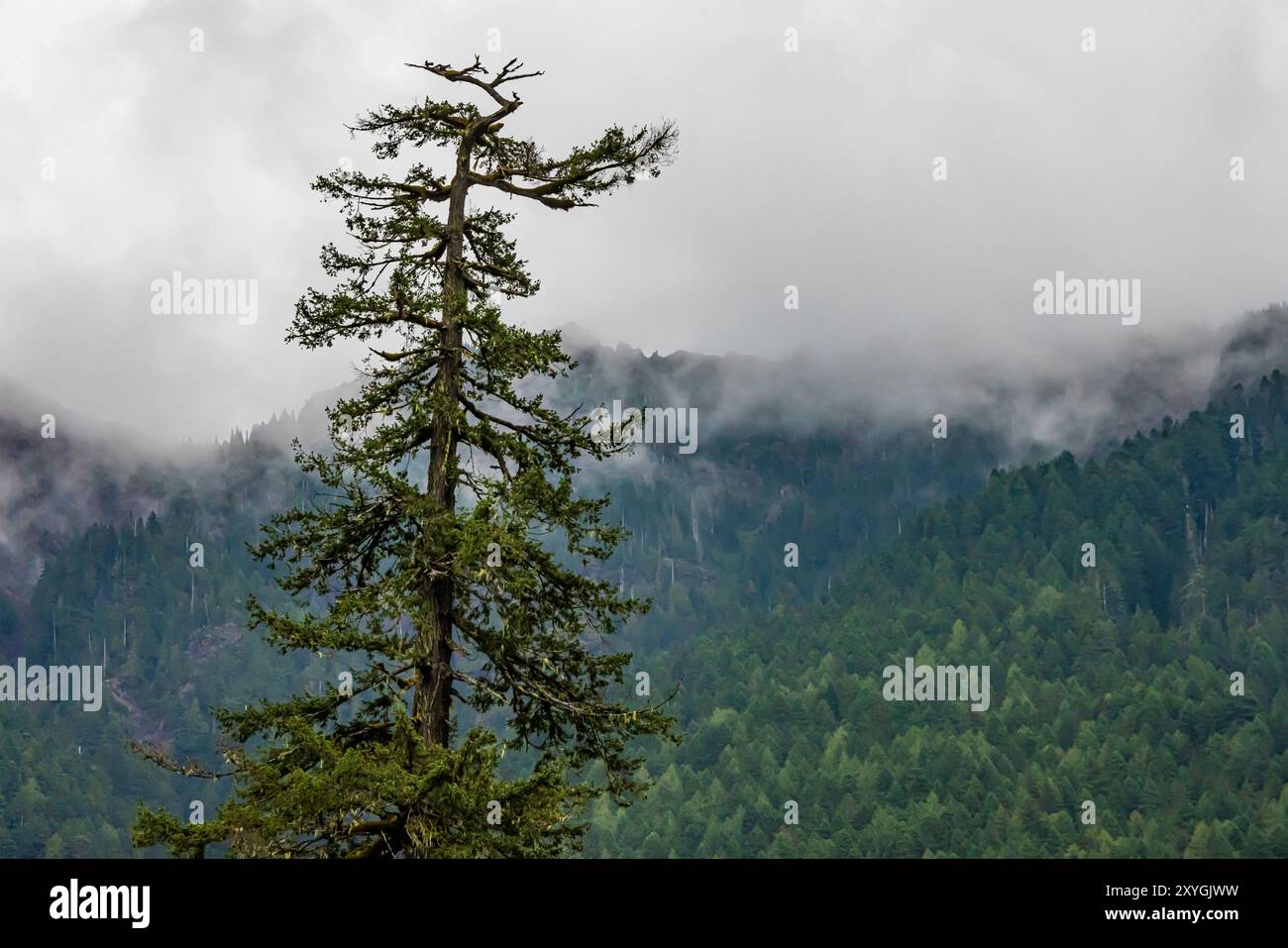 Old-growth conifer and mountains in clouds above Staircase, Olympic ...