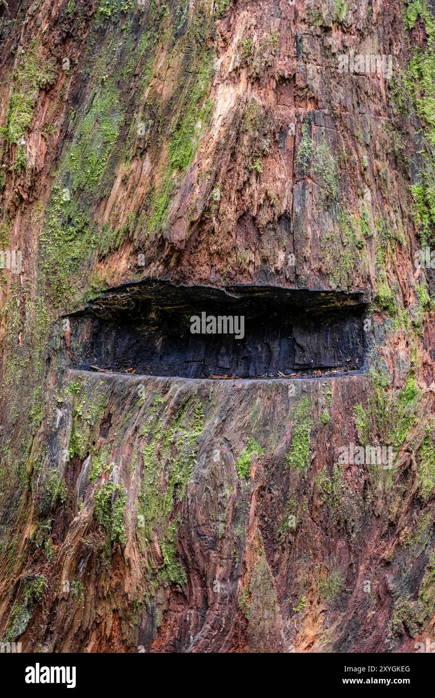 Springboard notch, a remnant of early logging, at Staircase, Olympic ...