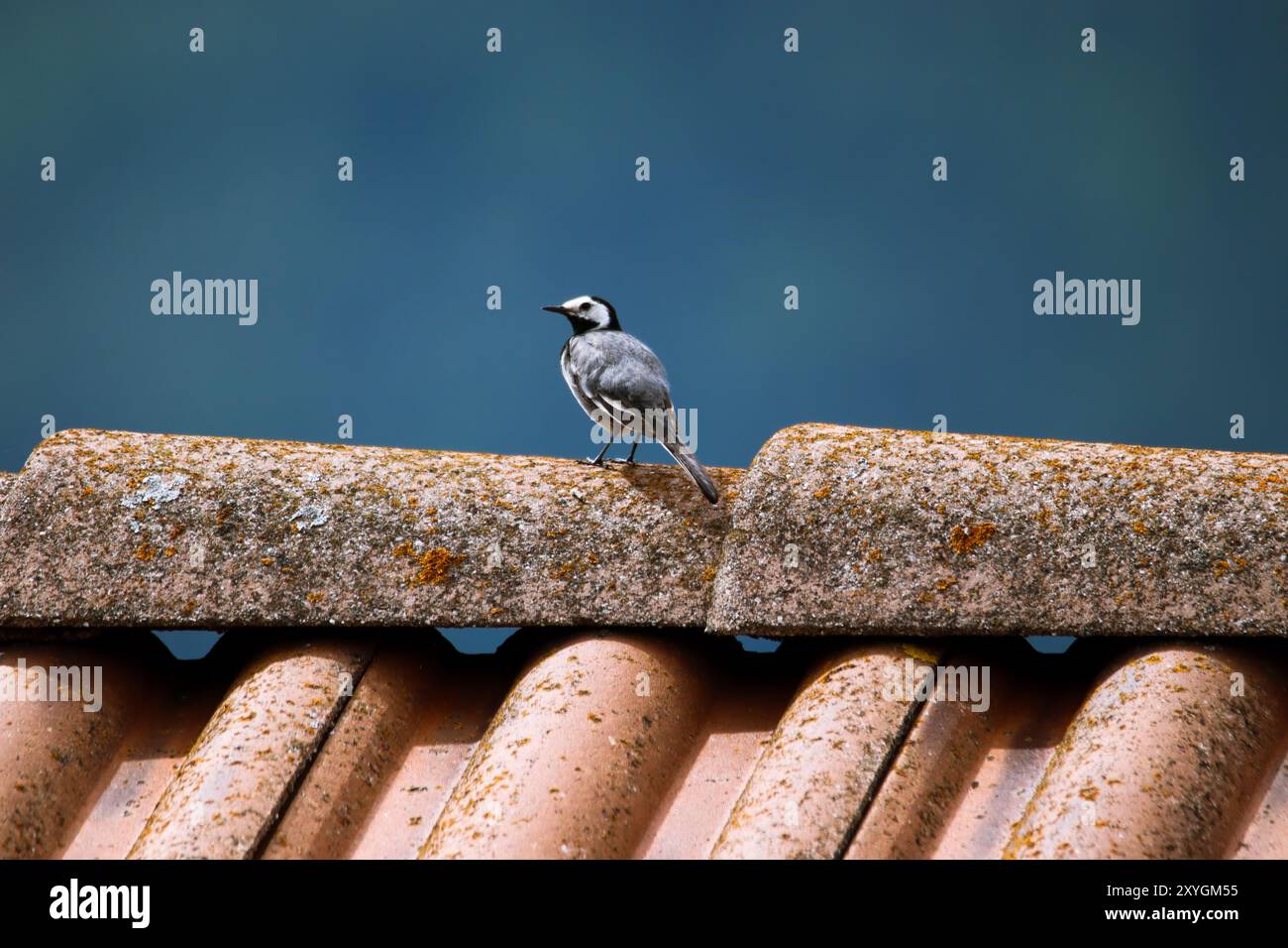 Wildlife roof hi-res stock photography and images - Alamy
