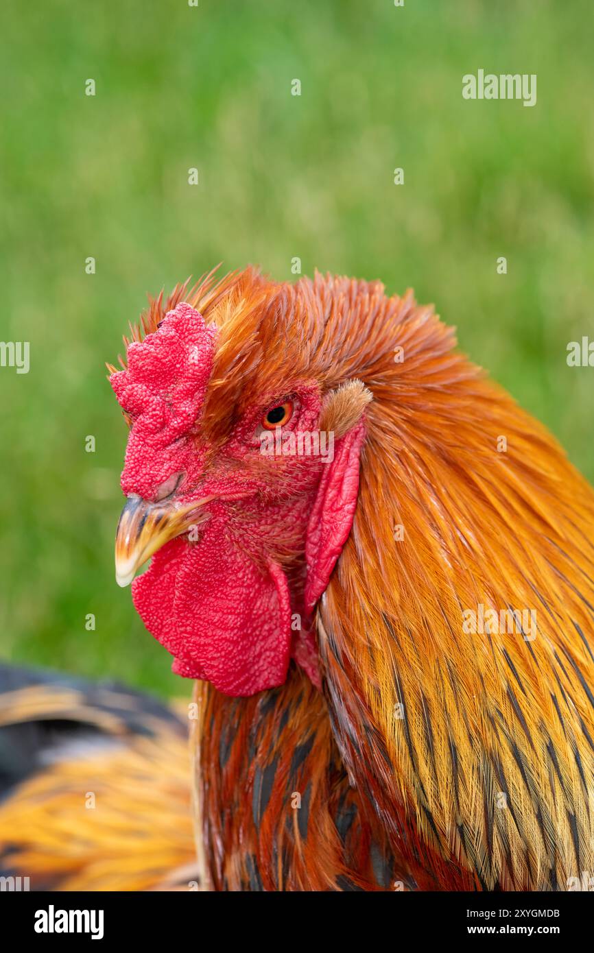 Welsummer rooster hi-res stock photography and images - Alamy