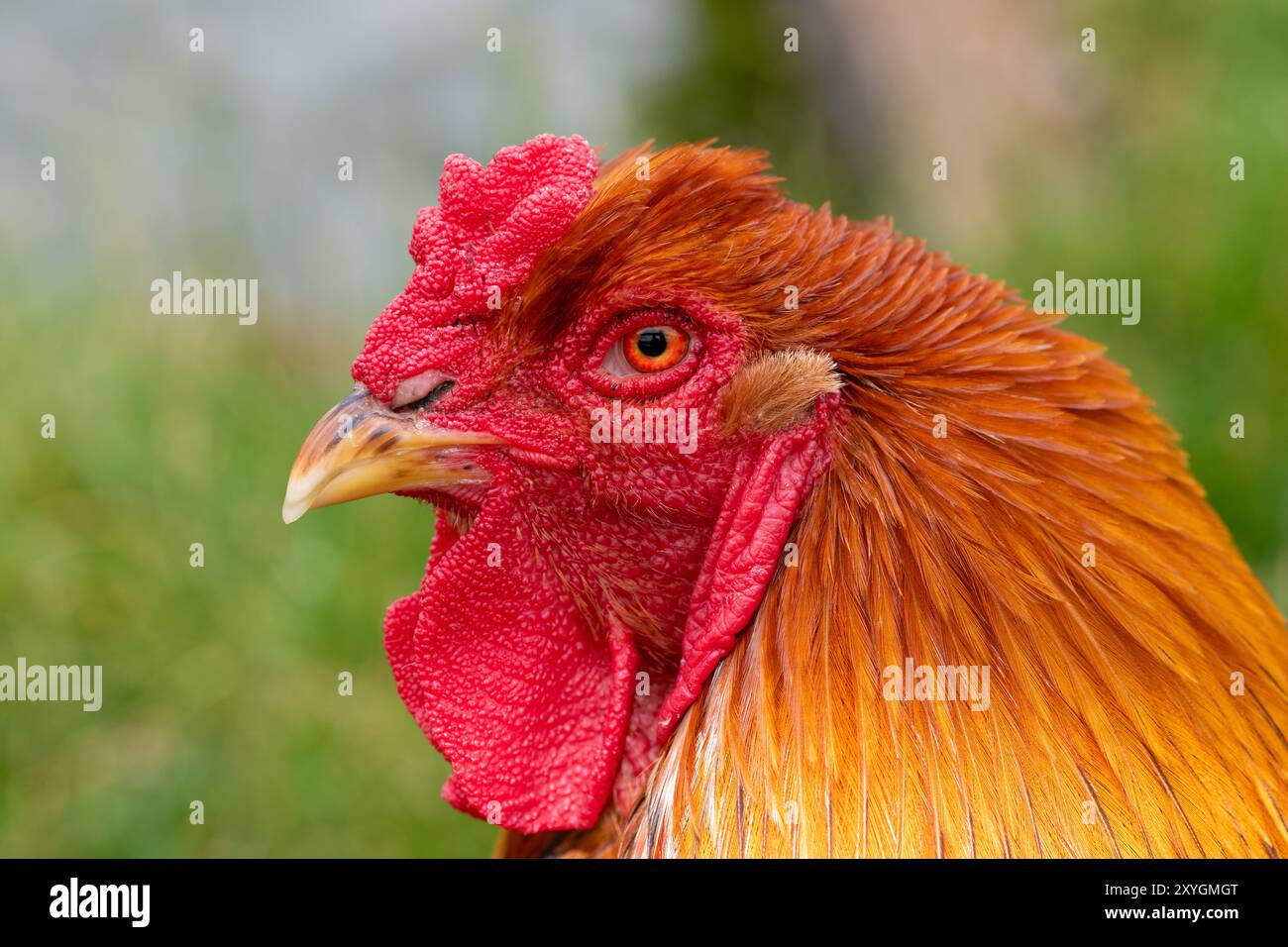 Chicken head cut out hi-res stock photography and images - Alamy