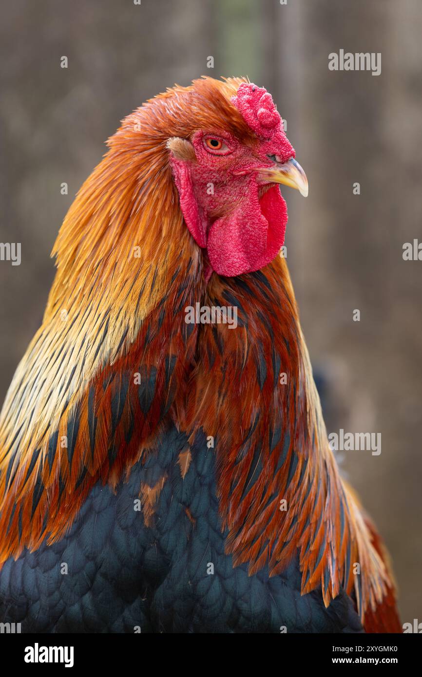 Portrait of a Welsummer cockerel Stock Photo - Alamy