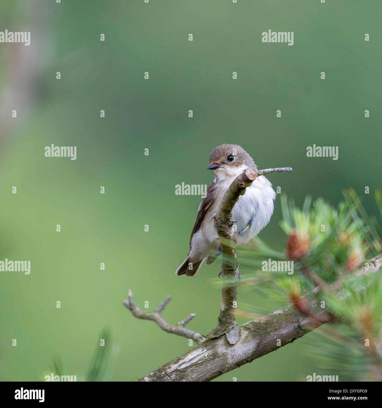 White flycatcher hi-res stock photography and images - Alamy