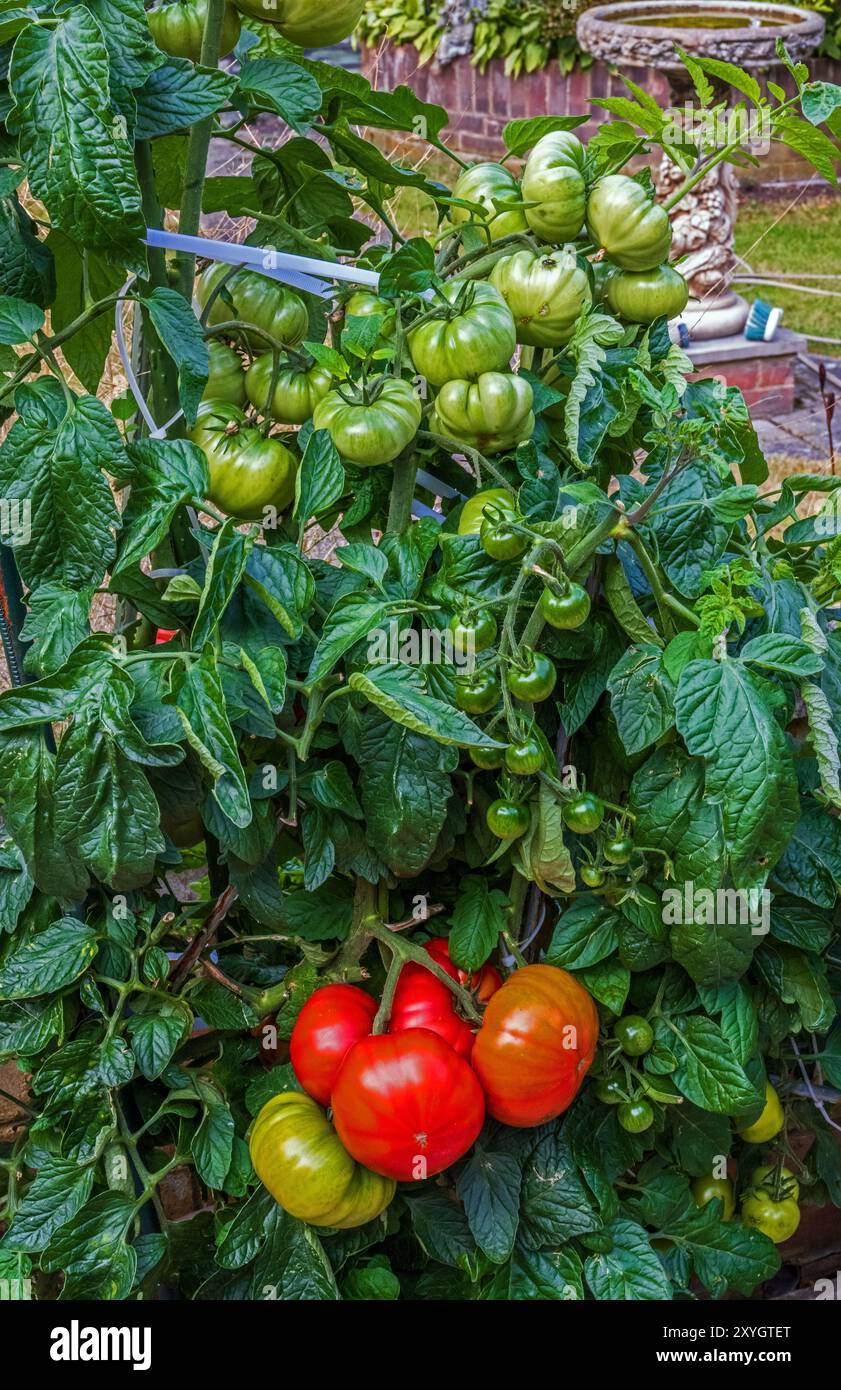 Tomato Buffalo Steak (Beefsteak) Plant Stock Photo - Alamy