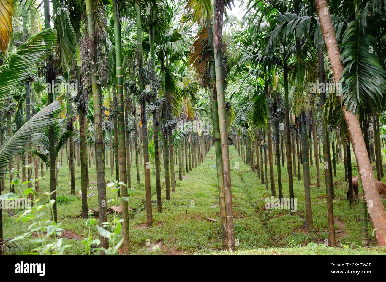 Areca nut plants with areca nut bunches in a plantation Stock Photo - Alamy